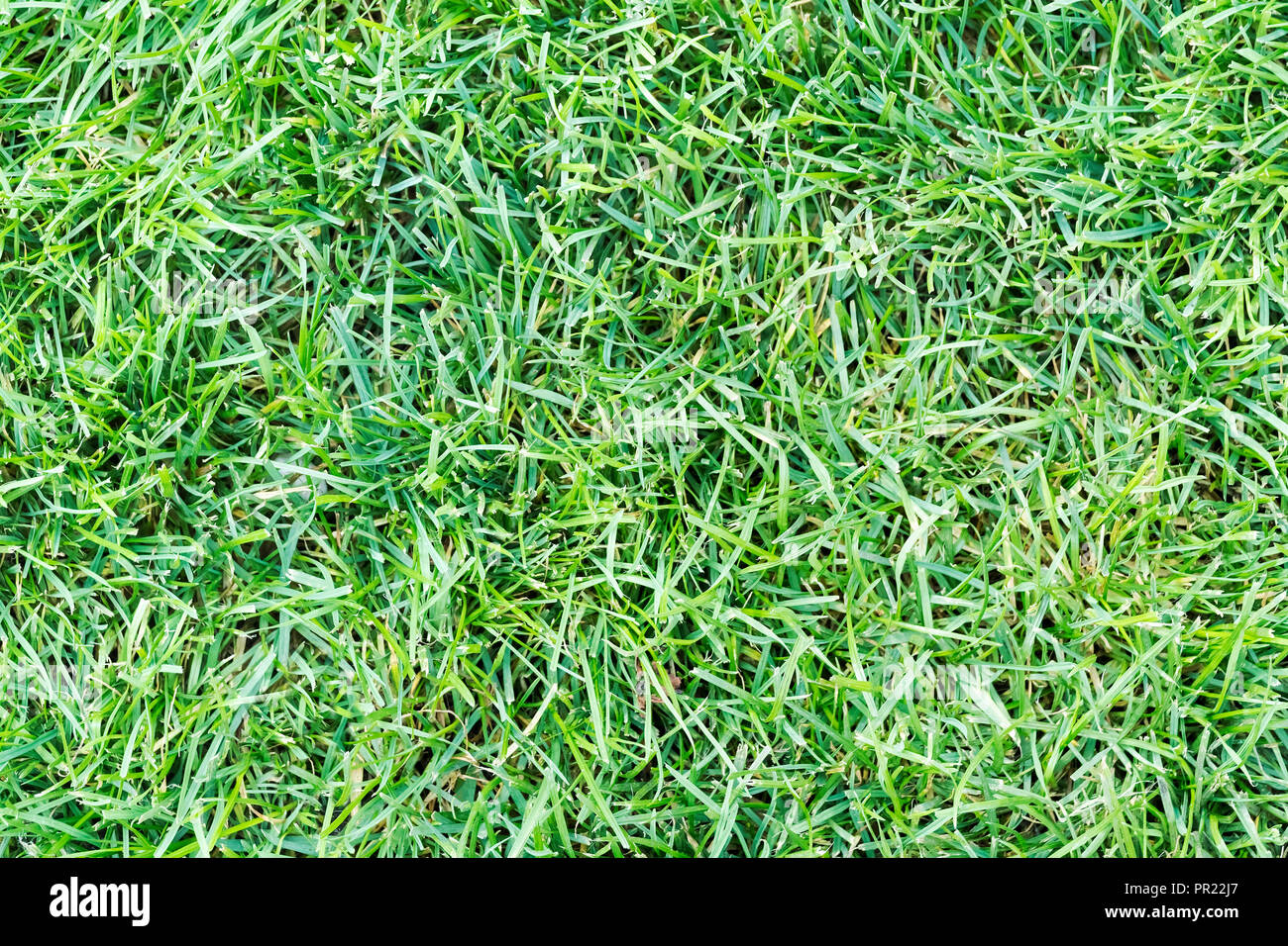 Field of green fresh grass, top view, as background Stock Photo - Alamy
