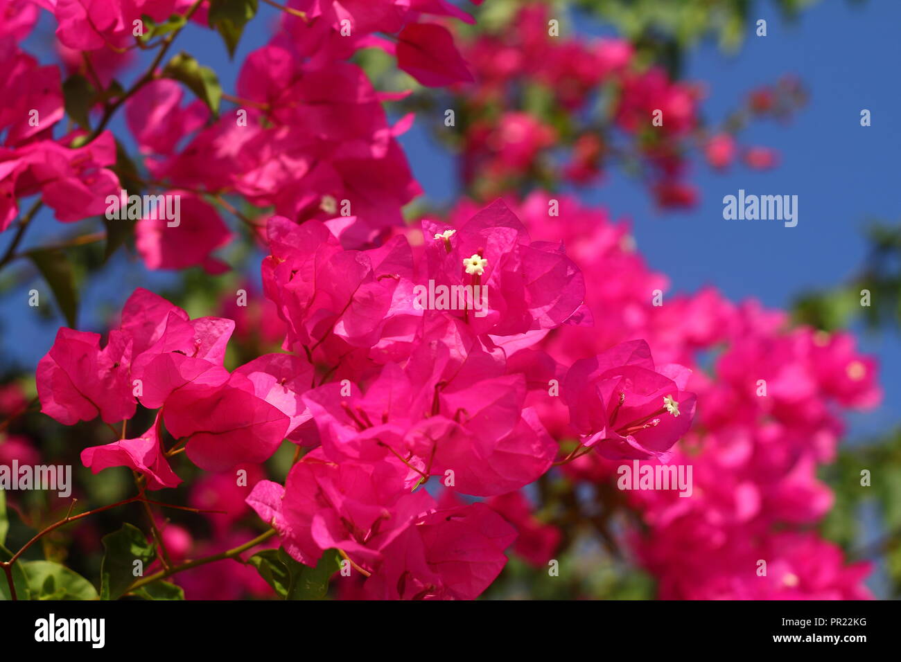 Beautiful flowers blooming in the garden, Bodrum Turkey Stock Photo - Alamy