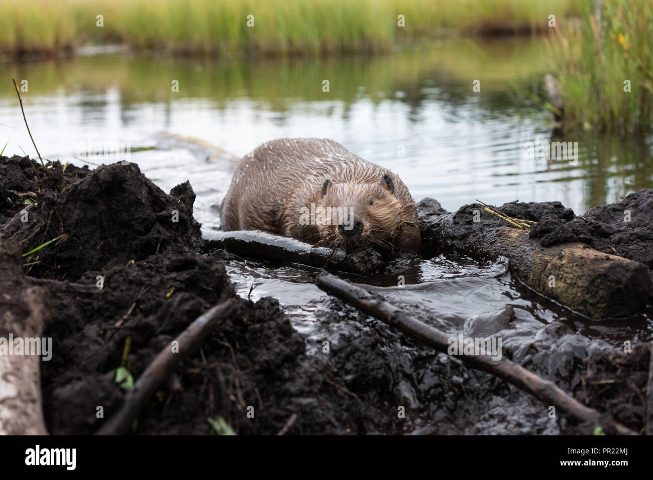 Beaver tail canada hi-res stock photography and images - Alamy