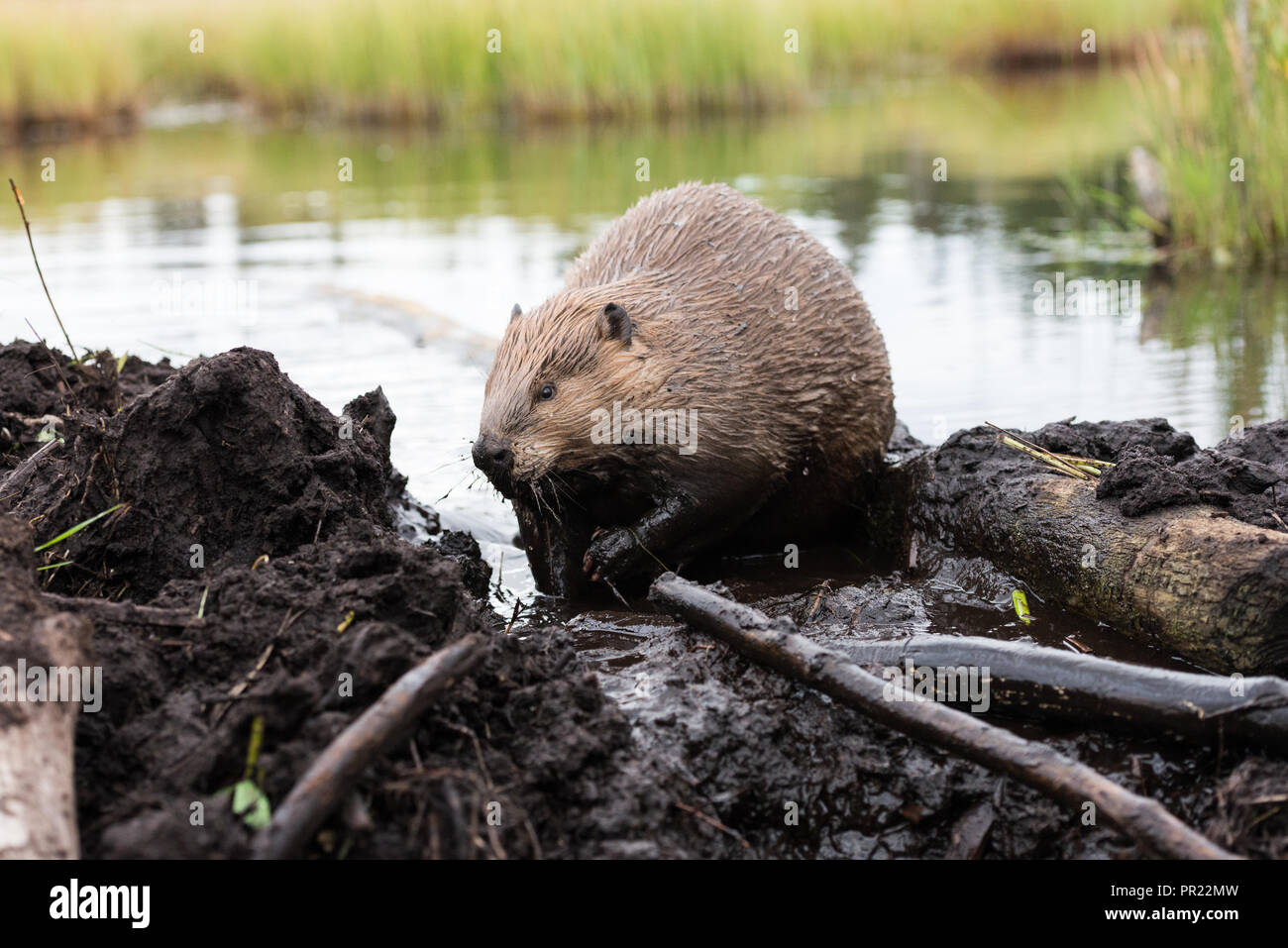 A large beaver putting mud onto beaver dam Stock Photo - Alamy