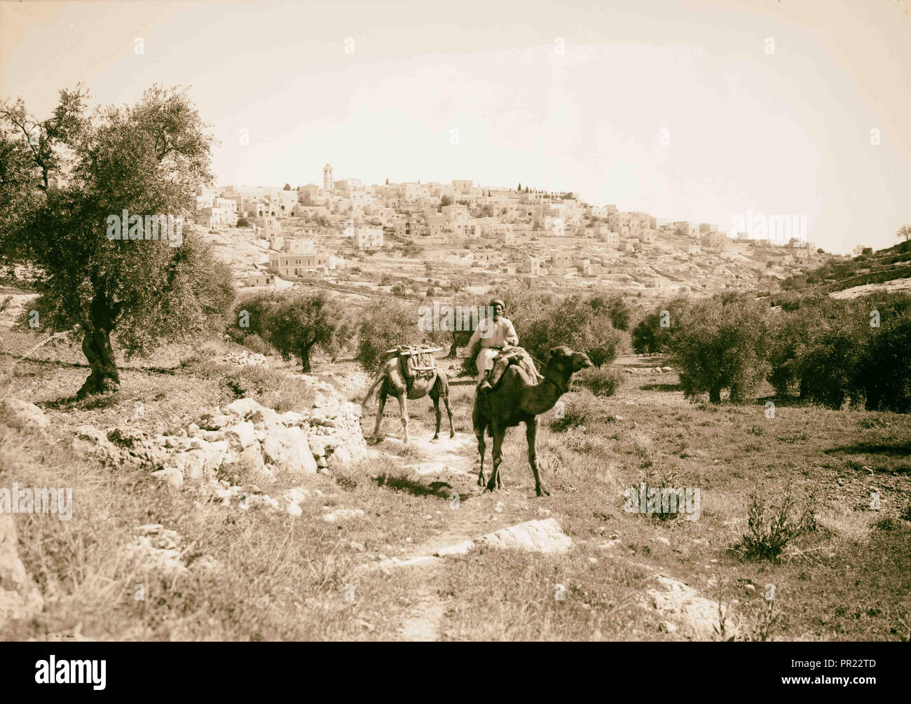 Camel bank hi-res stock photography and images - Alamy