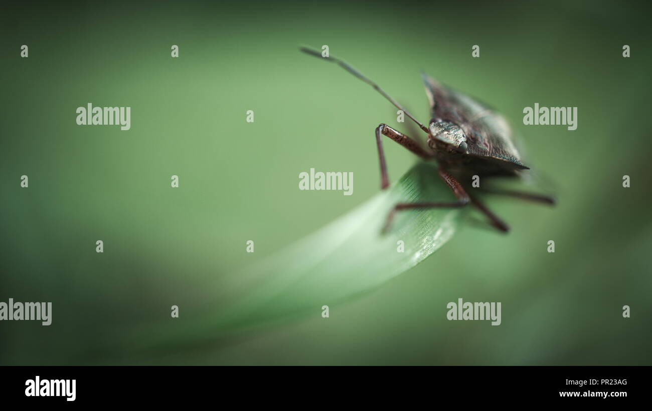 Insect structure hi-res stock photography and images - Alamy