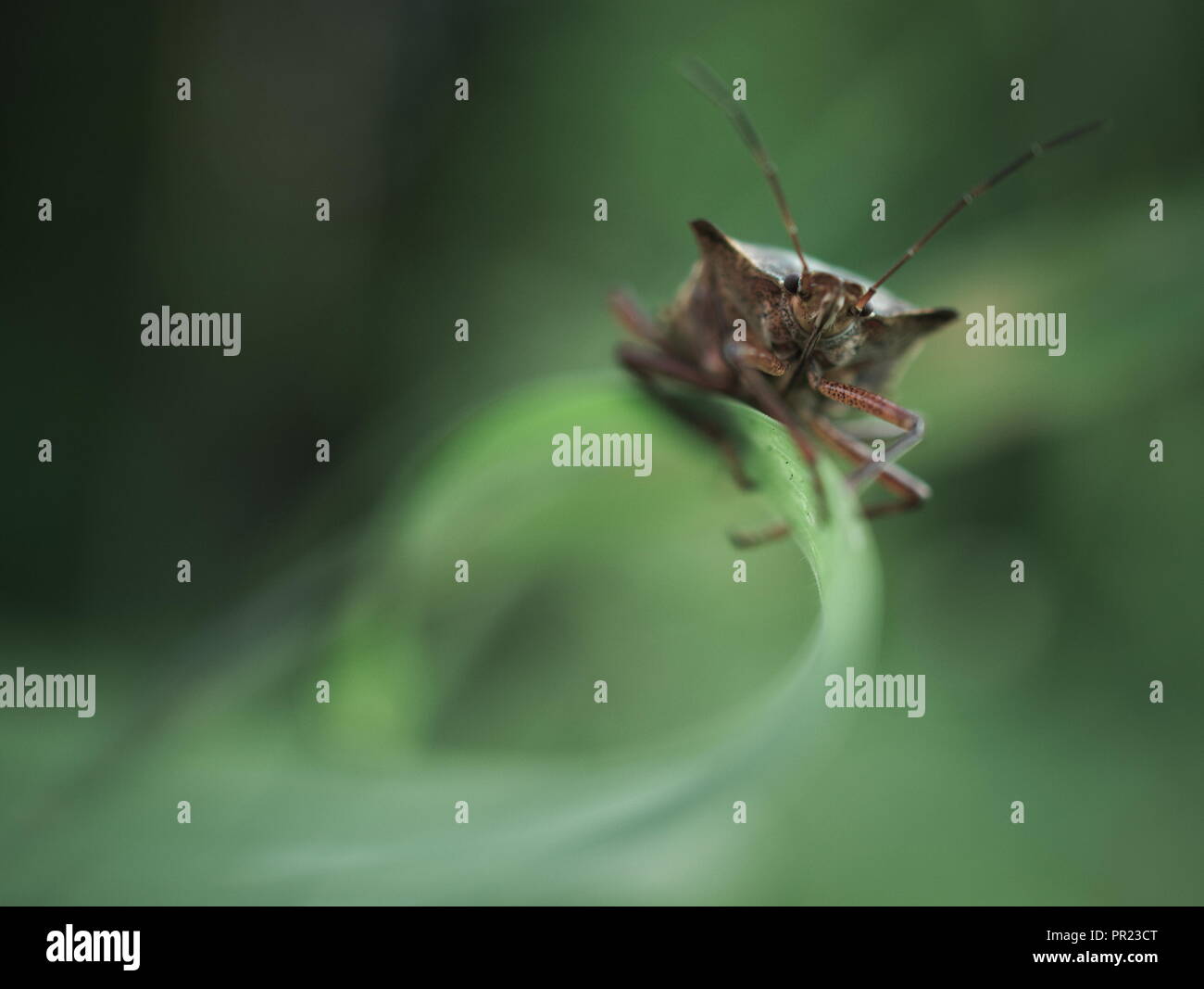 Insect structure hi-res stock photography and images - Alamy