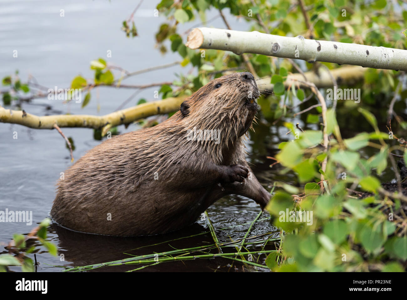 Beaver Tree Chew Stock Photos & Beaver Tree Chew Stock Images - Alamy