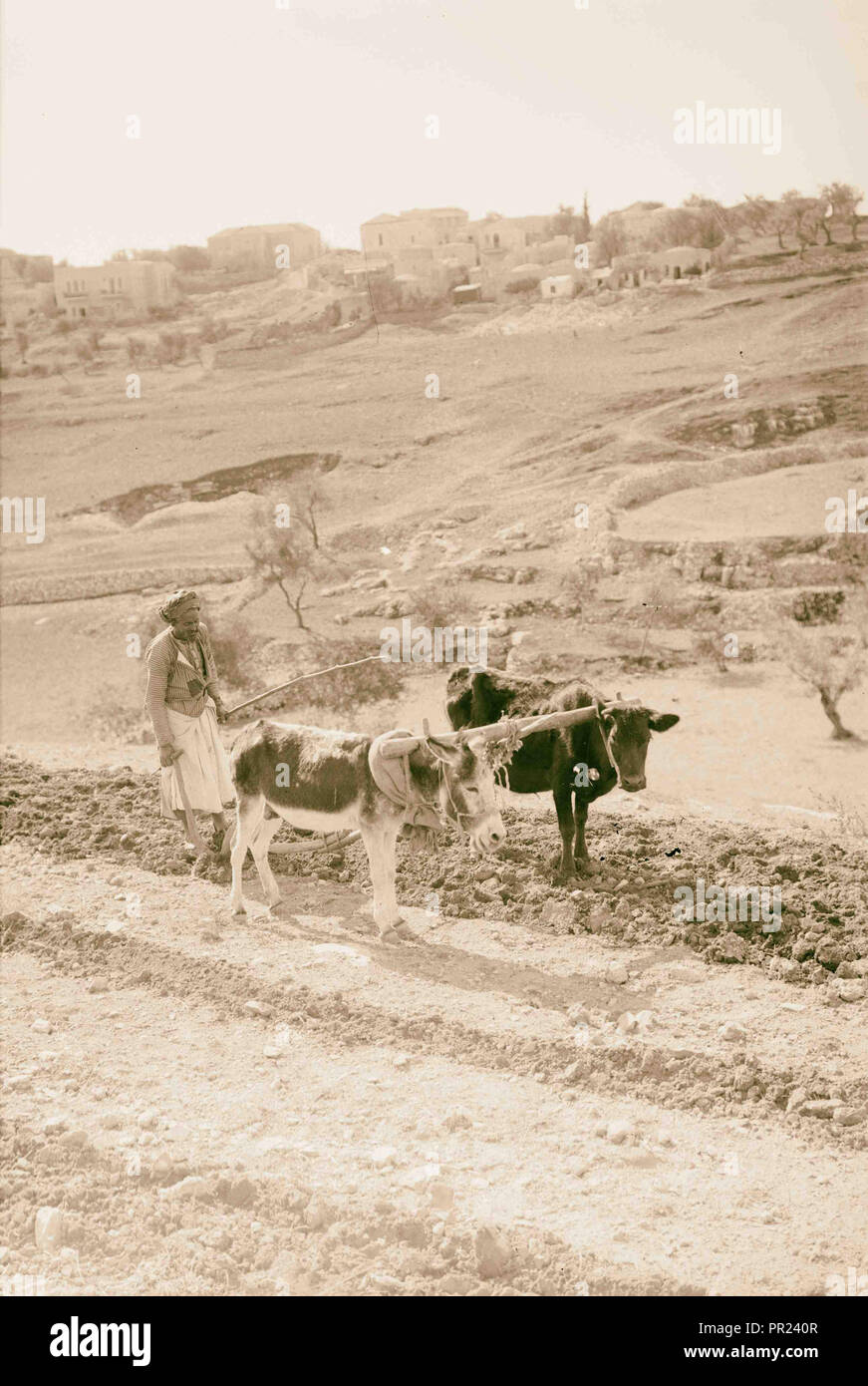 W donkey hi-res stock photography and images - Alamy