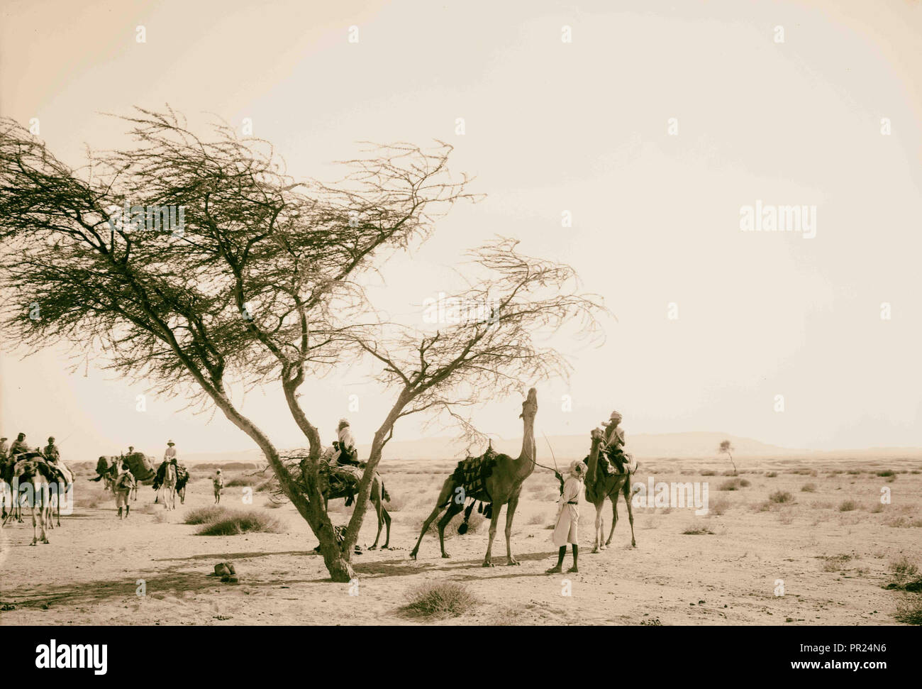 Sinai. Caravan in the heart of the desert of el-Ka'a (Wilderness of Sin ...