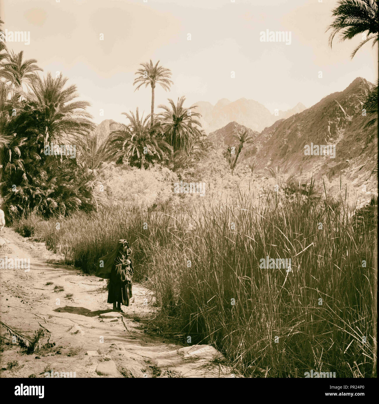 Feiran oasis hi-res stock photography and images - Alamy