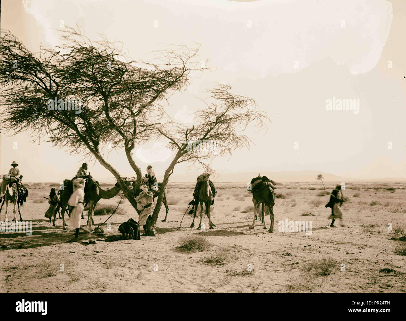 Sinai. Caravan in the heart of the desert of el-Ka'a (Wilderness of Sin ...