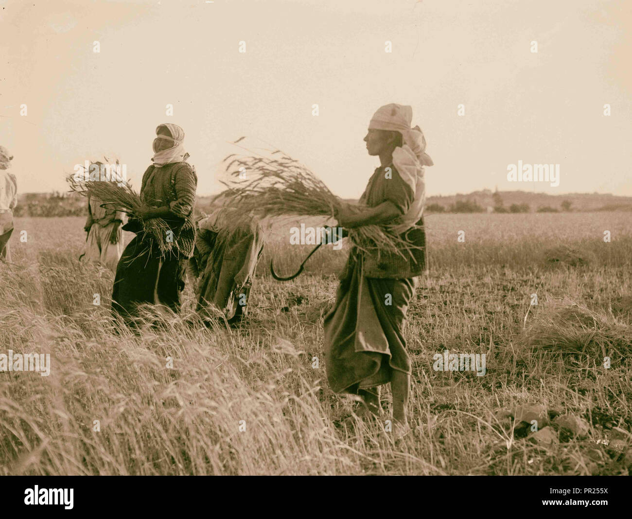 Arab Peasants. Reaping scenes. Mt. of Olives in background 1898, Middle ...