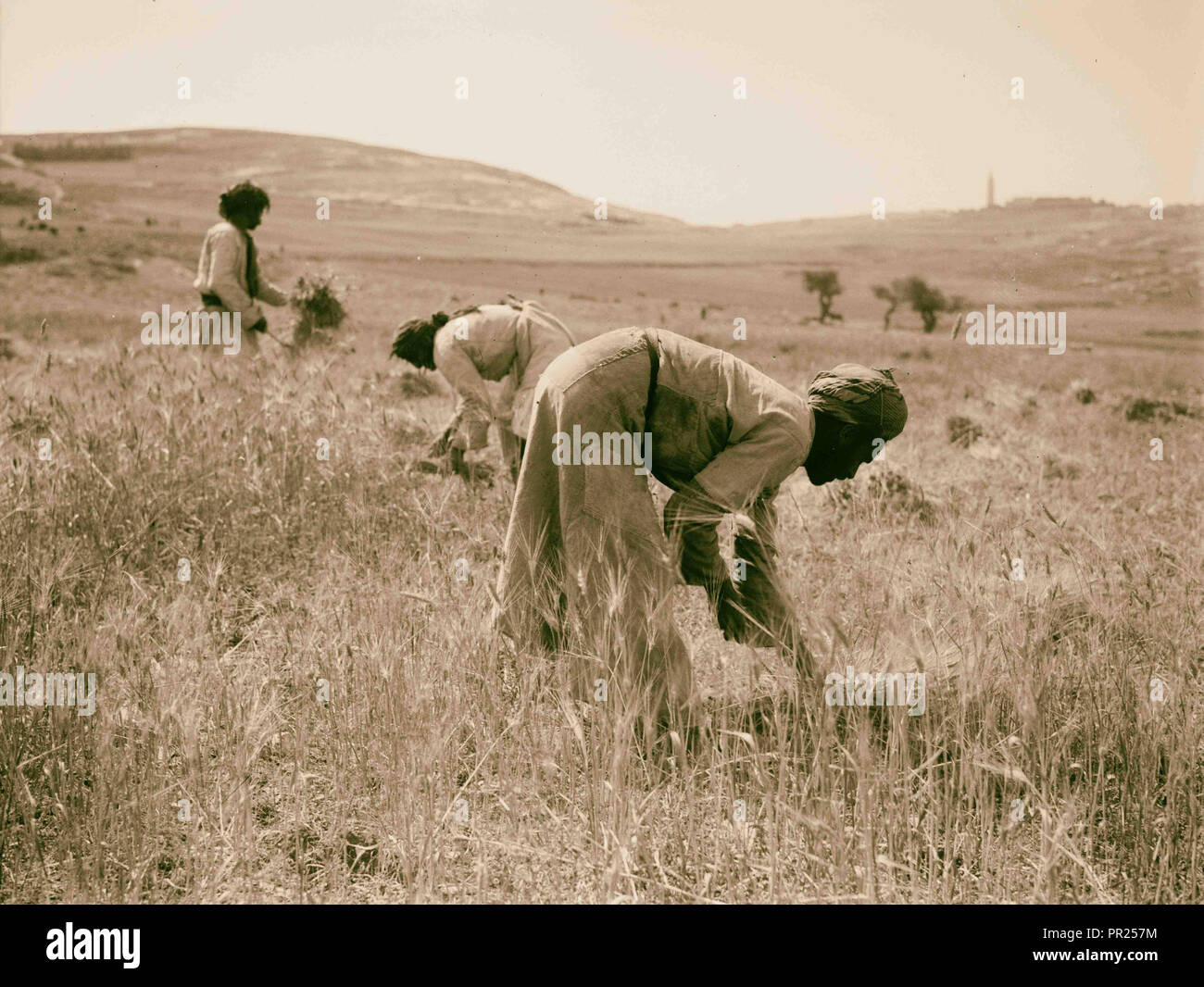 Arab Peasants. Reaping scenes. 1898, Middle East, Israel and/or ...