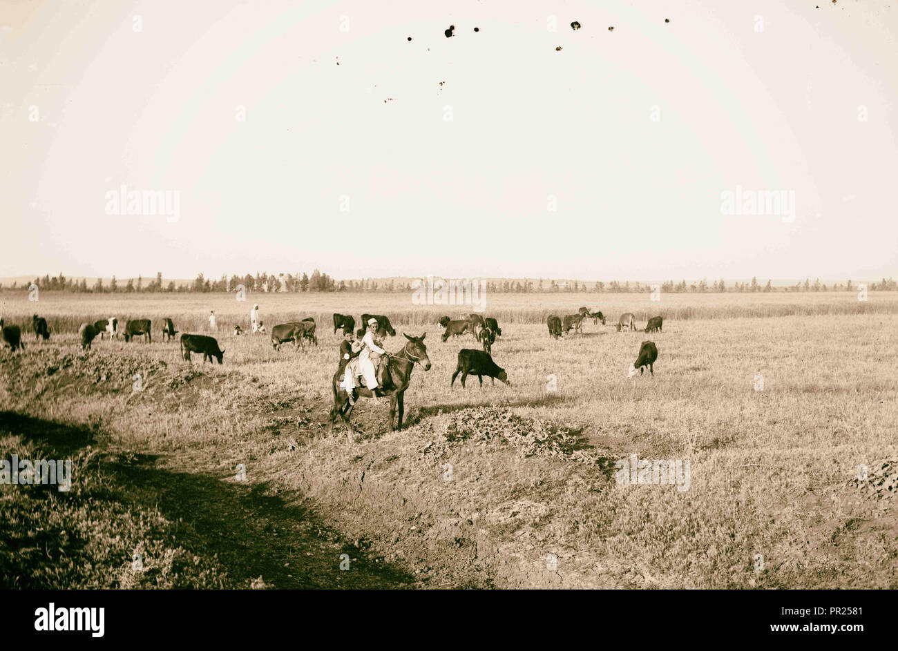 Plain of sharon hi-res stock photography and images - Alamy