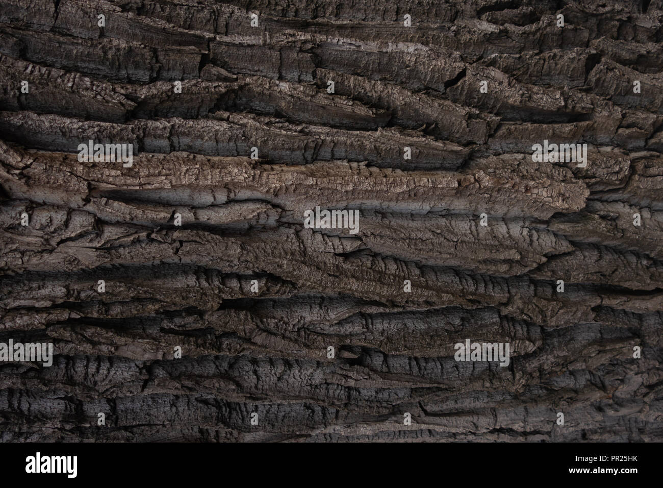 Cherry wood bark texture background hi-res stock photography and images ...