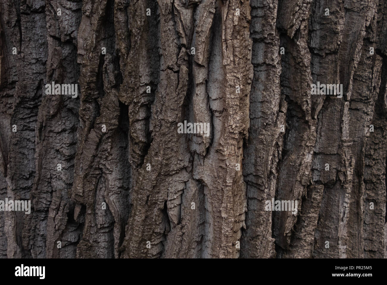Cherry wood bark texture background hi-res stock photography and images ...