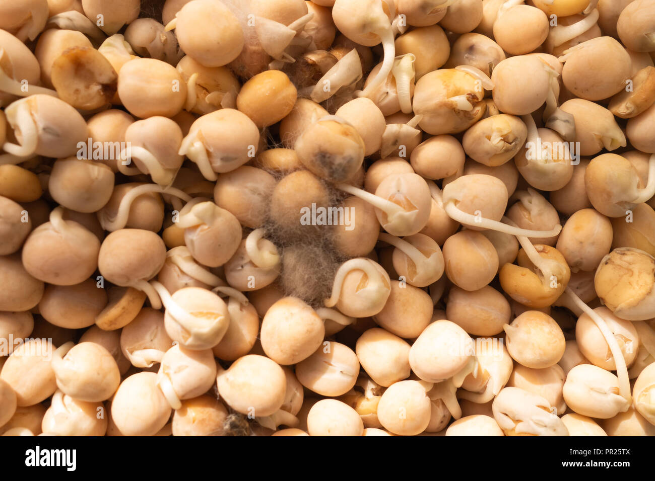 Pea seed germination. A green pea sprout ready for seedling. Spring ...