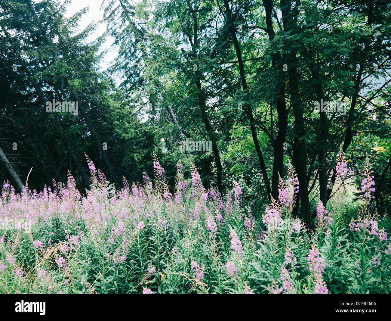 Field of purple heather flowers in the mountains with fir trees in the ...