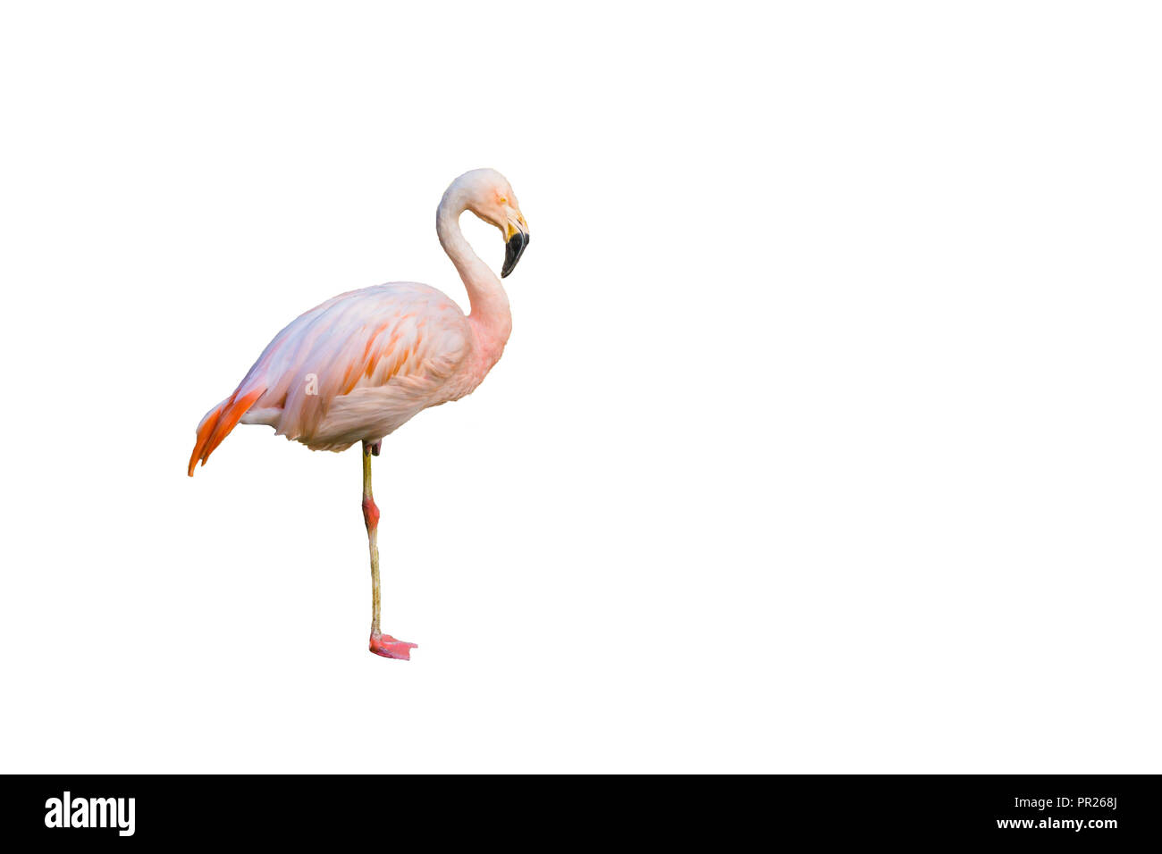 Solo flamingo hi-res stock photography and images - Alamy