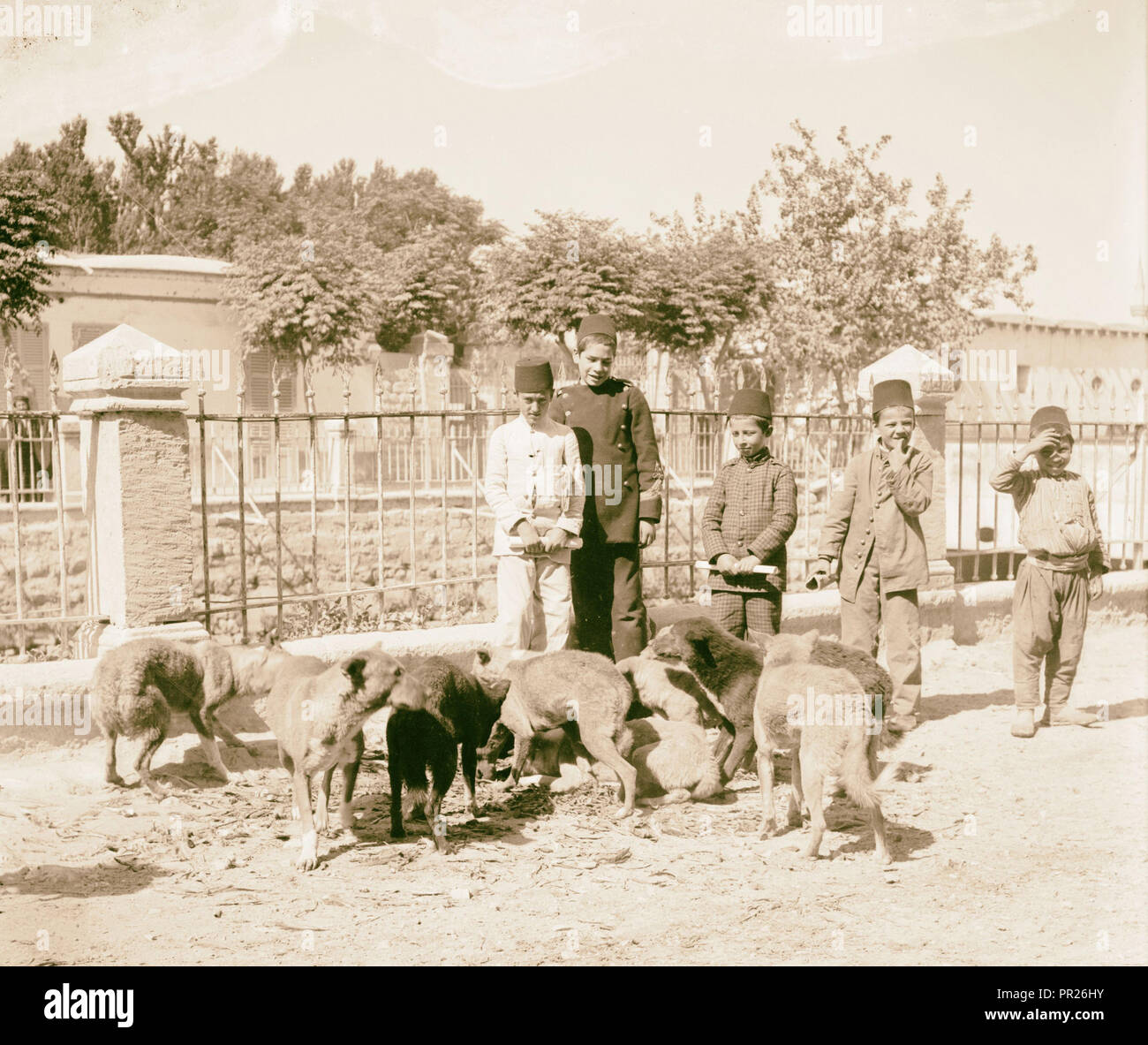 Palestine dogs hi-res stock photography and images - Alamy