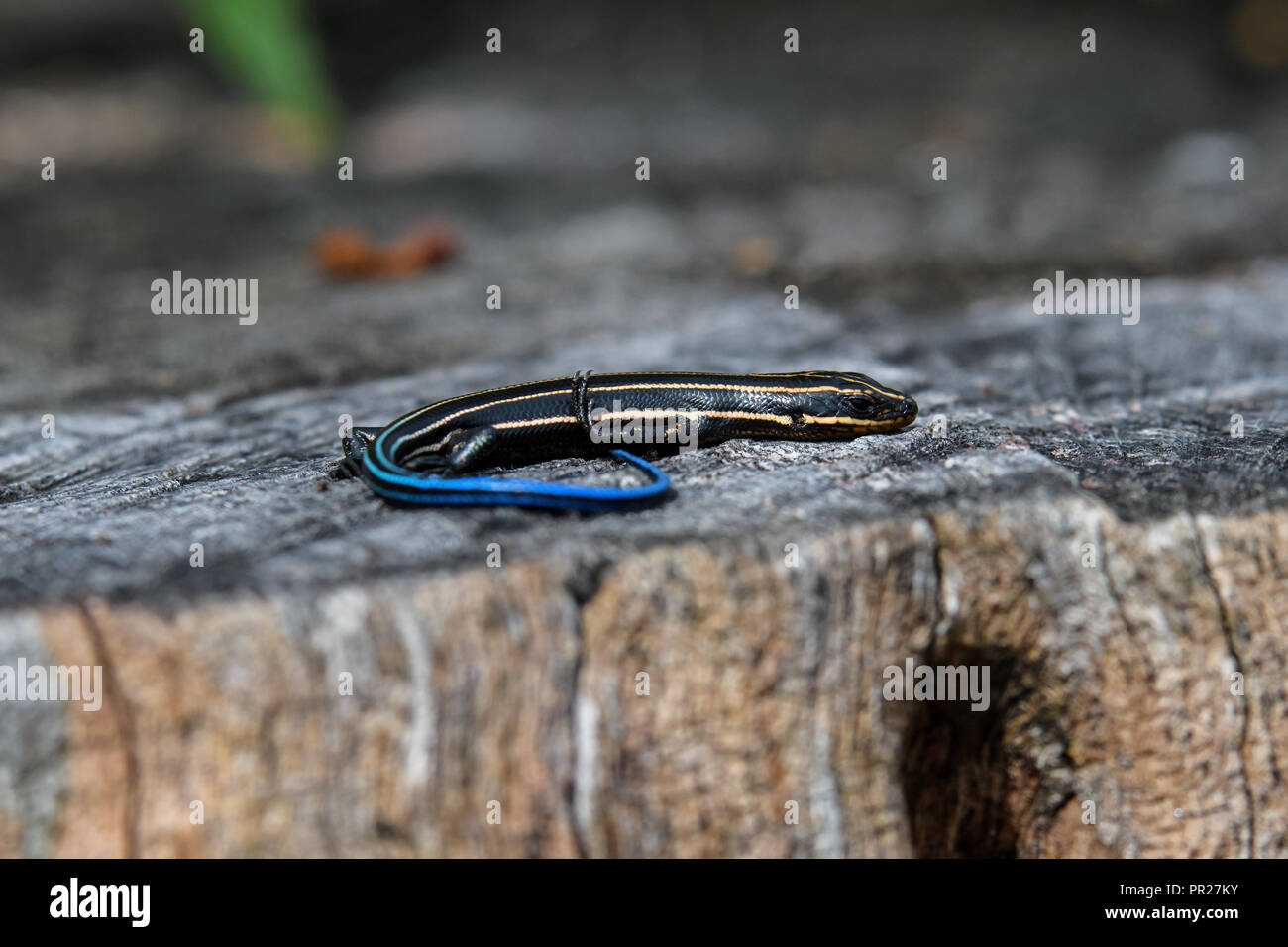 Juvenile five-lined skink on tree stump. It is a species of lizard ...