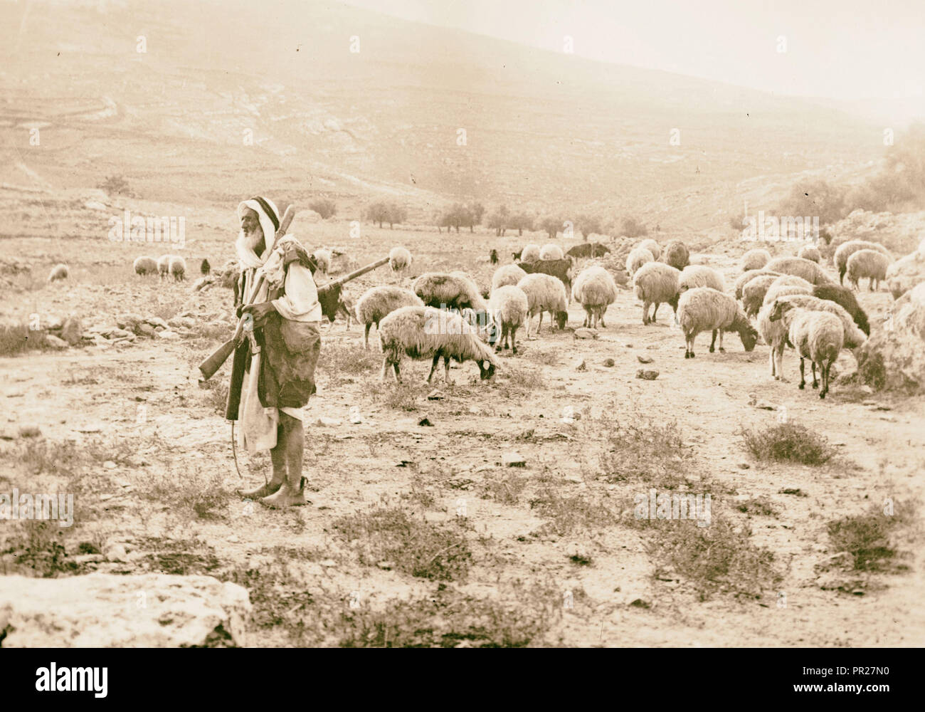 Shepherd sheep palestine hi-res stock photography and images - Alamy