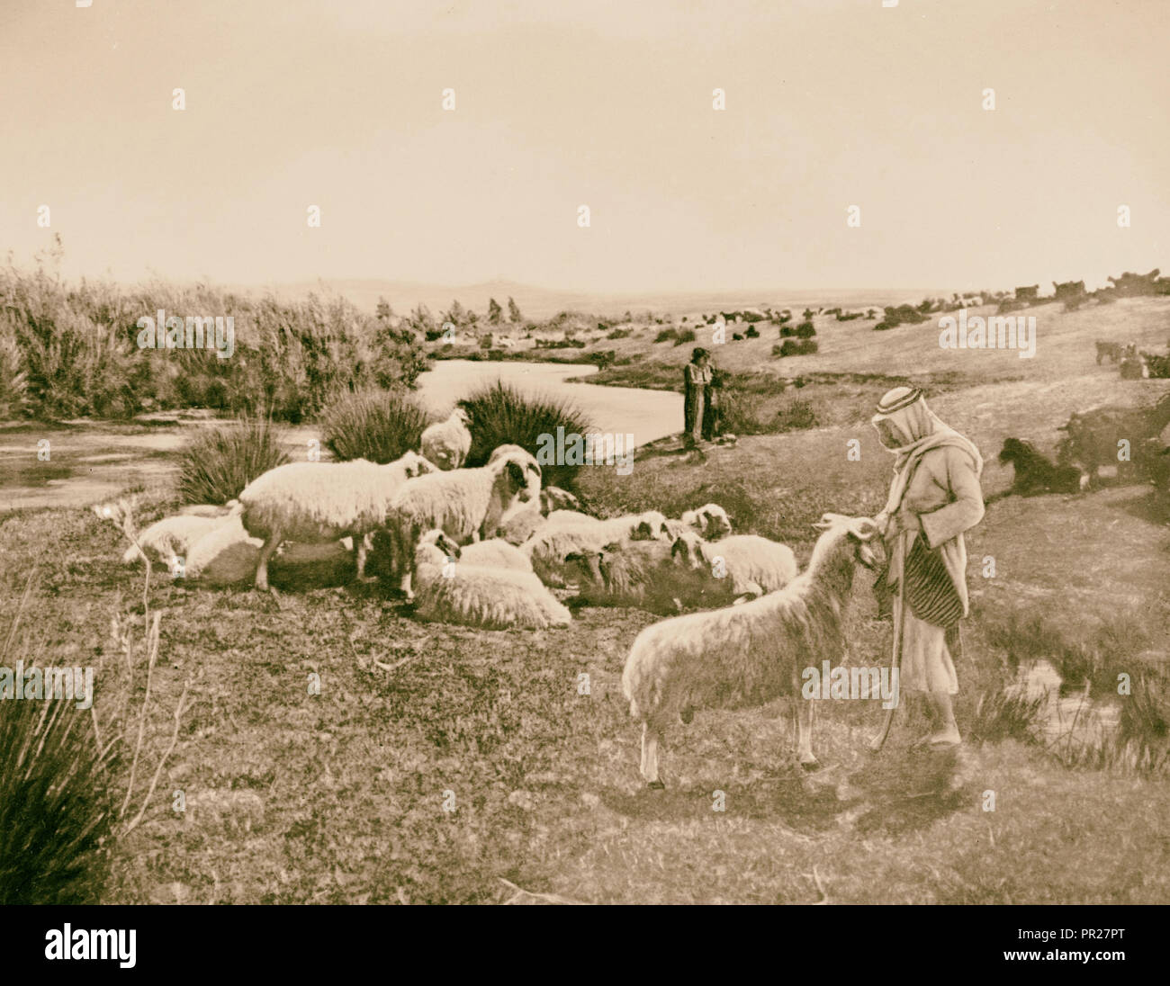 shepherd life illustrating the Twenty-Third Psalm 'He maketh me to lie ...