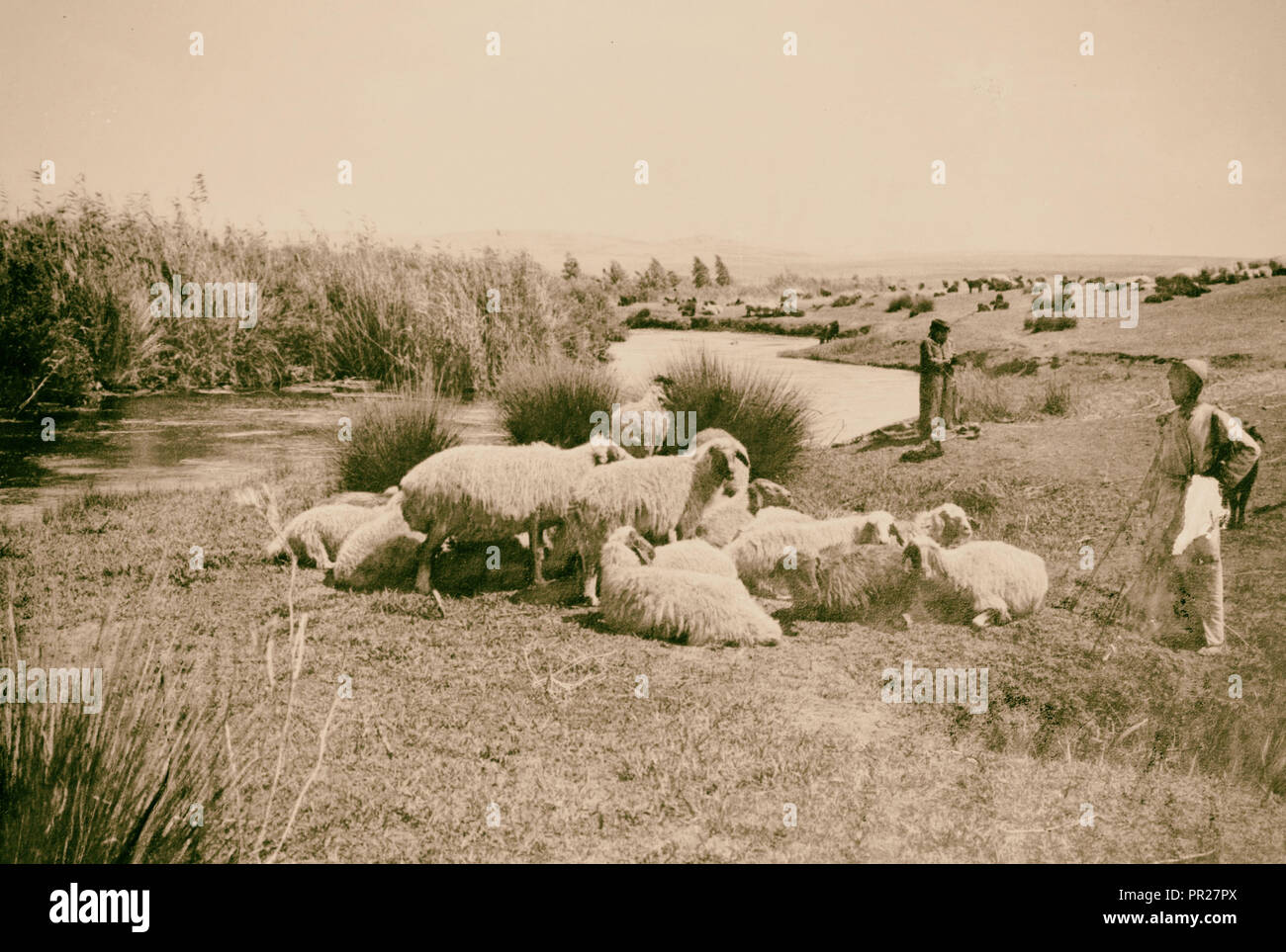 shepherd life illustrating the Twenty-Third Psalm 'He maketh me to lie ...