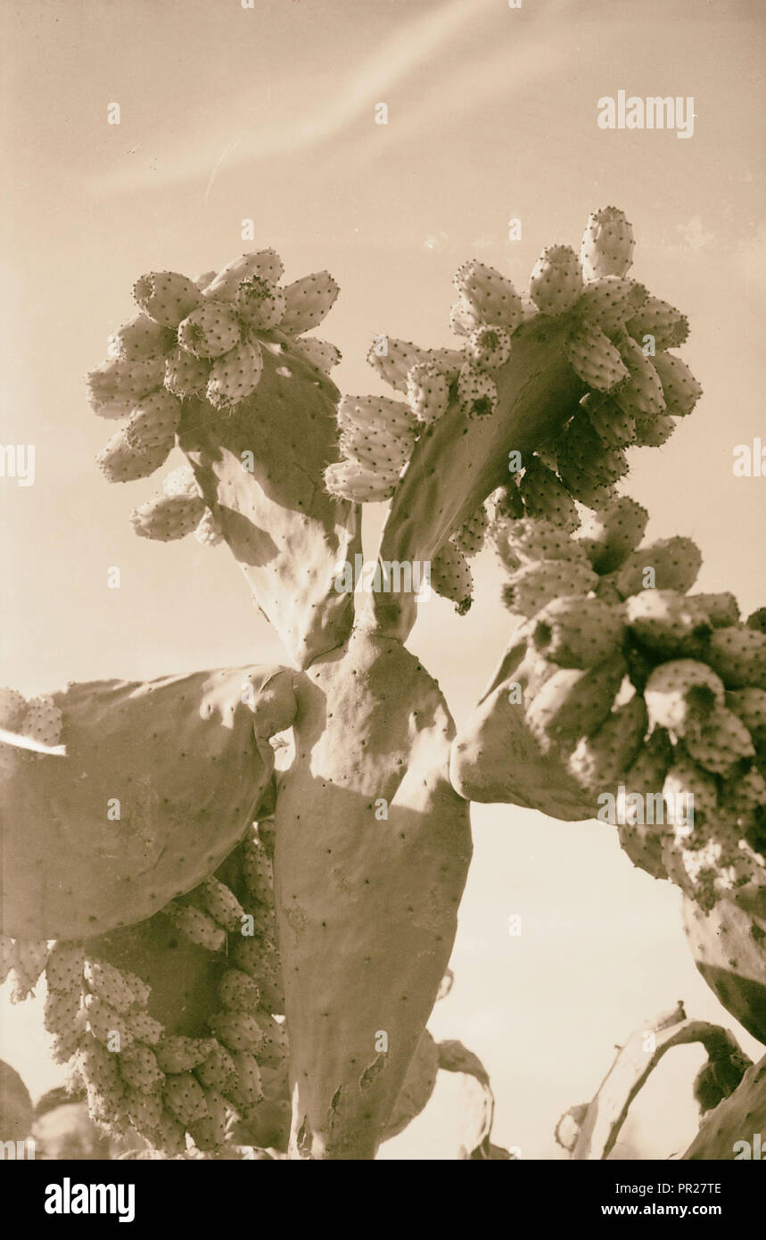 Trees and shrubs. Cactus figs. (Opuntia Ficus-indica (L.) Mill). 1900 ...