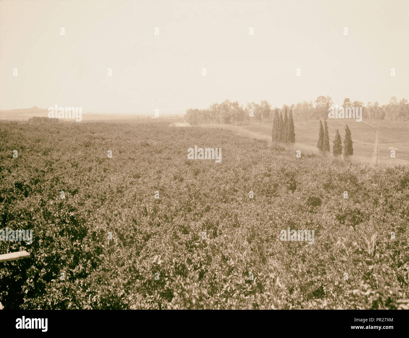Arab orange groves at Bir Salem in Jaffa. 1934, Orange orchards ...