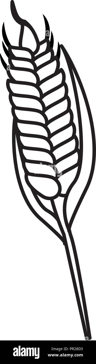 Wheat isolated cartoon Stock Vector Image & Art - Alamy