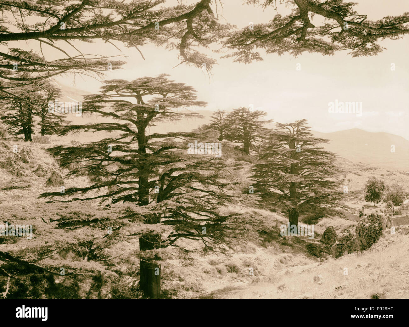 The cedars of Lebanon (Arz) near Tripoli. The cedar grove inside ...