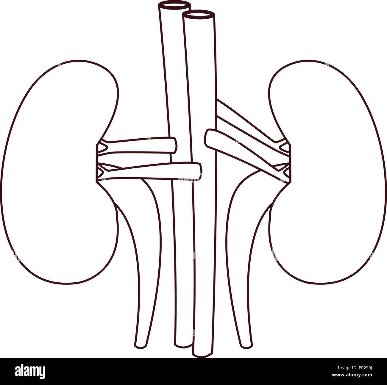 Kidneys icon on black Stock Vector Images - Alamy