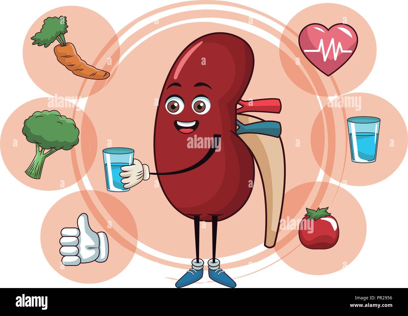 Kidney funny cartoon Stock Vector Image & Art - Alamy