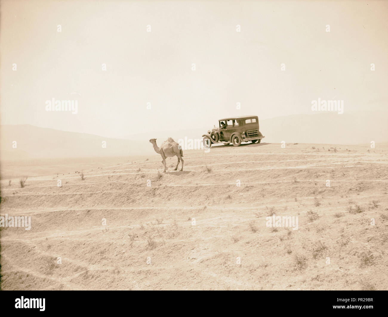 Camel negotiating hi-res stock photography and images - Alamy