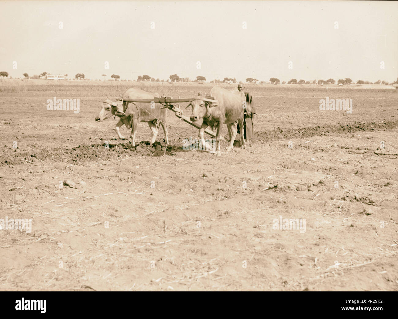Egypt. Types & agriculture. Ploughing with buffalos. 1934, Egypt Stock ...