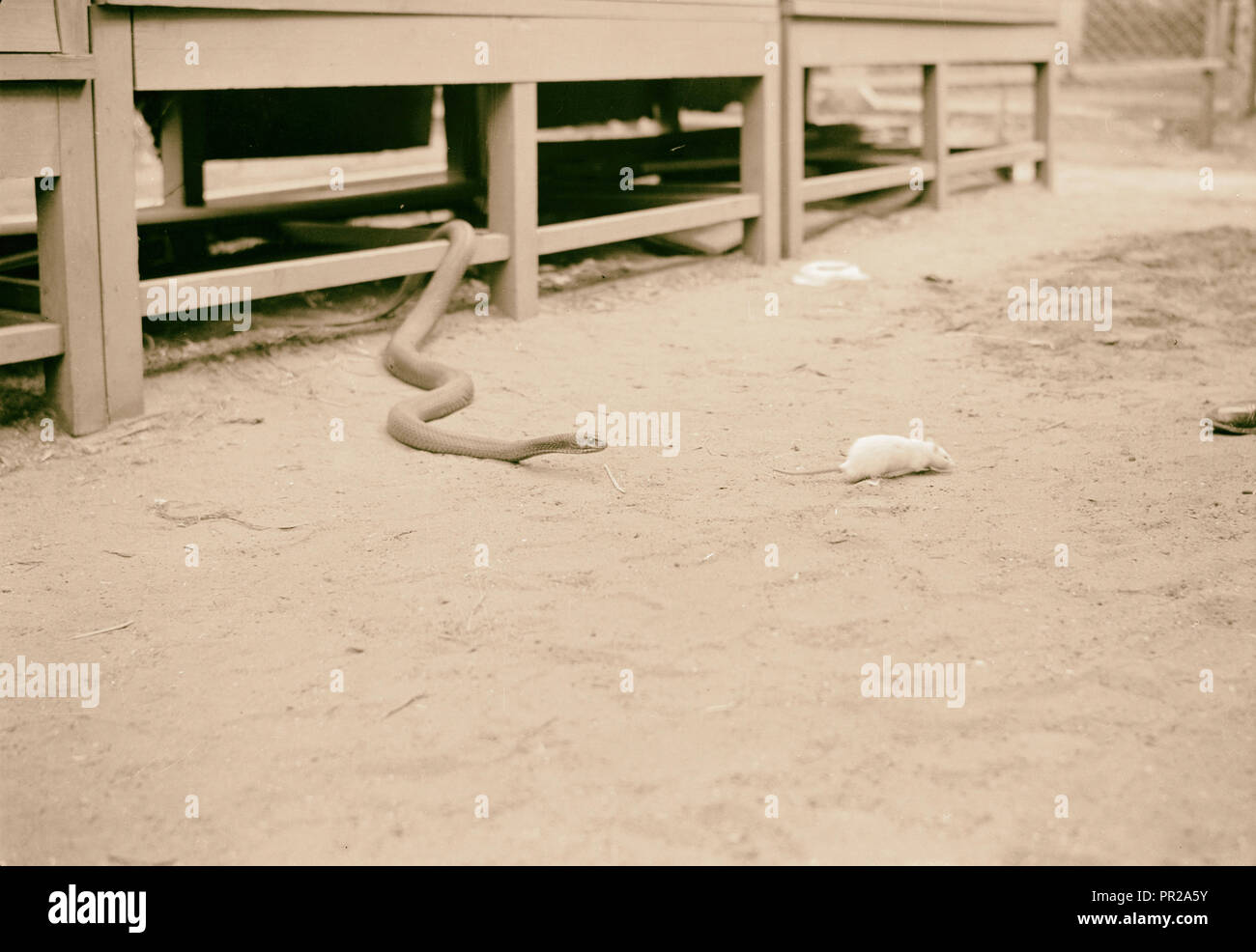 Snake zoo hi-res stock photography and images - Alamy