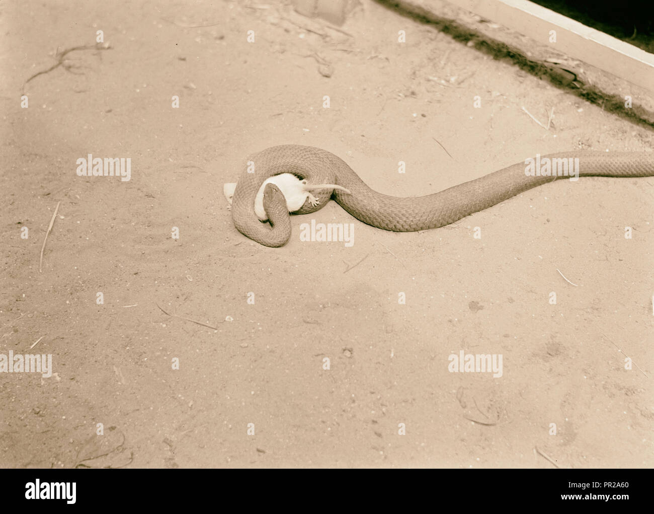 Tel Aviv Zoo. Rat caught by snake & squeezed to death. 1934, Israel ...
