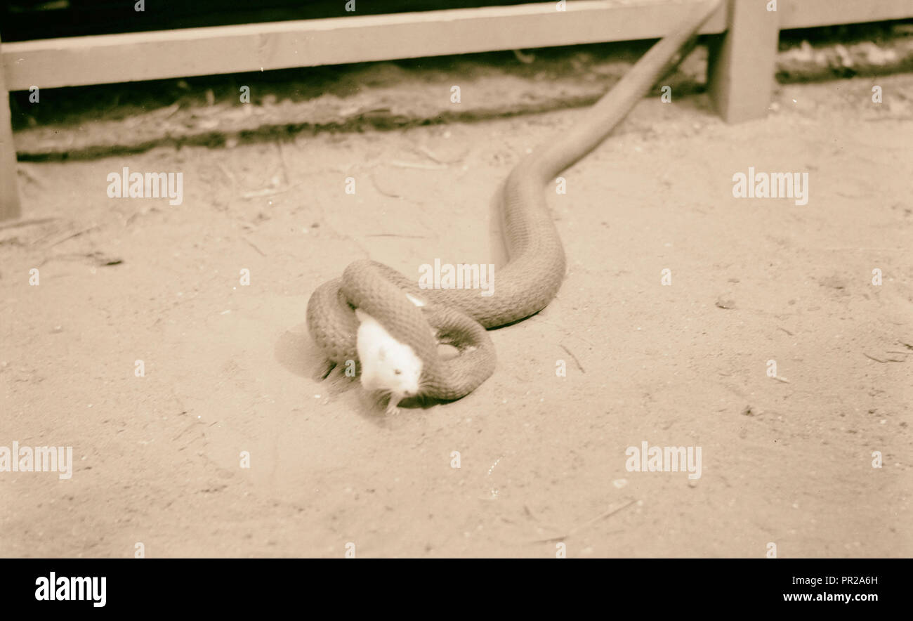 Snake zoo hi-res stock photography and images - Alamy