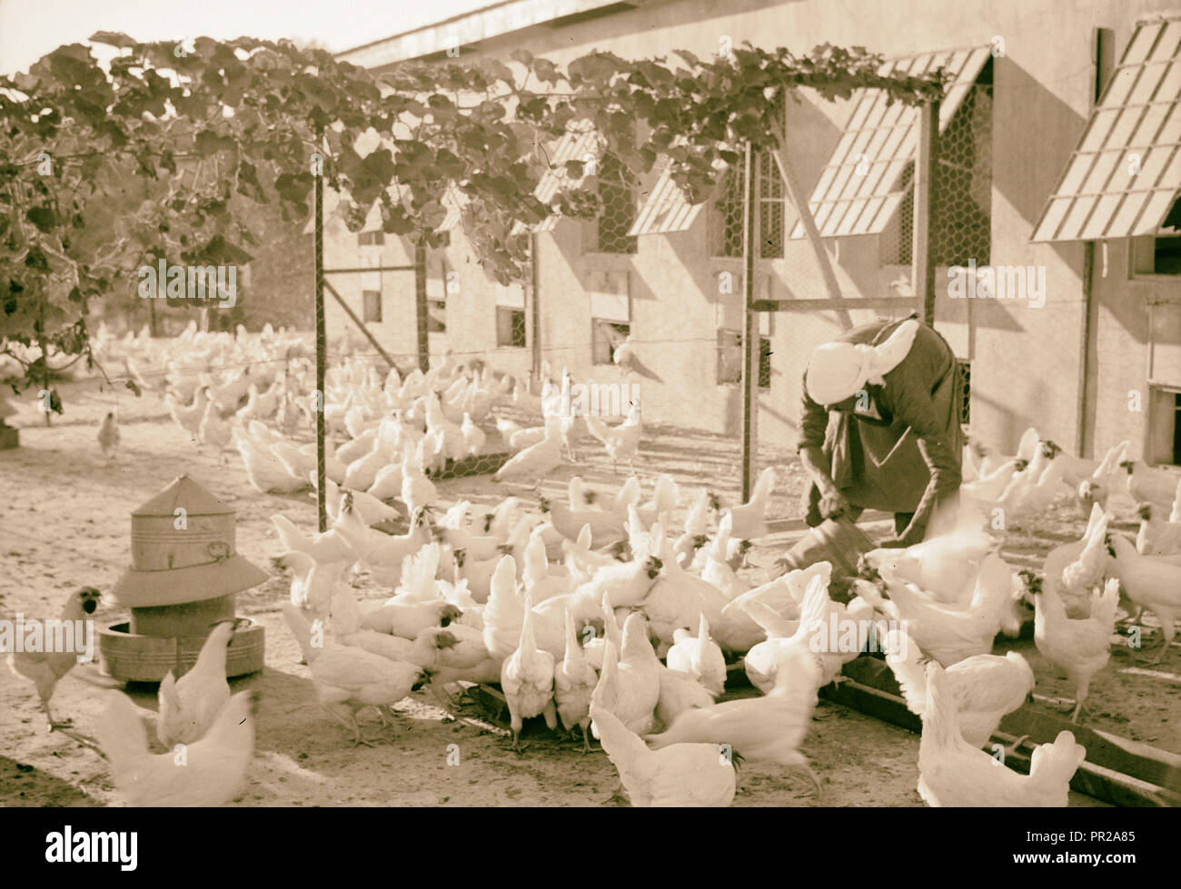 The Bethlehem Poultry Farm (Esan Safieh) Feeding the chickens. 1939 ...