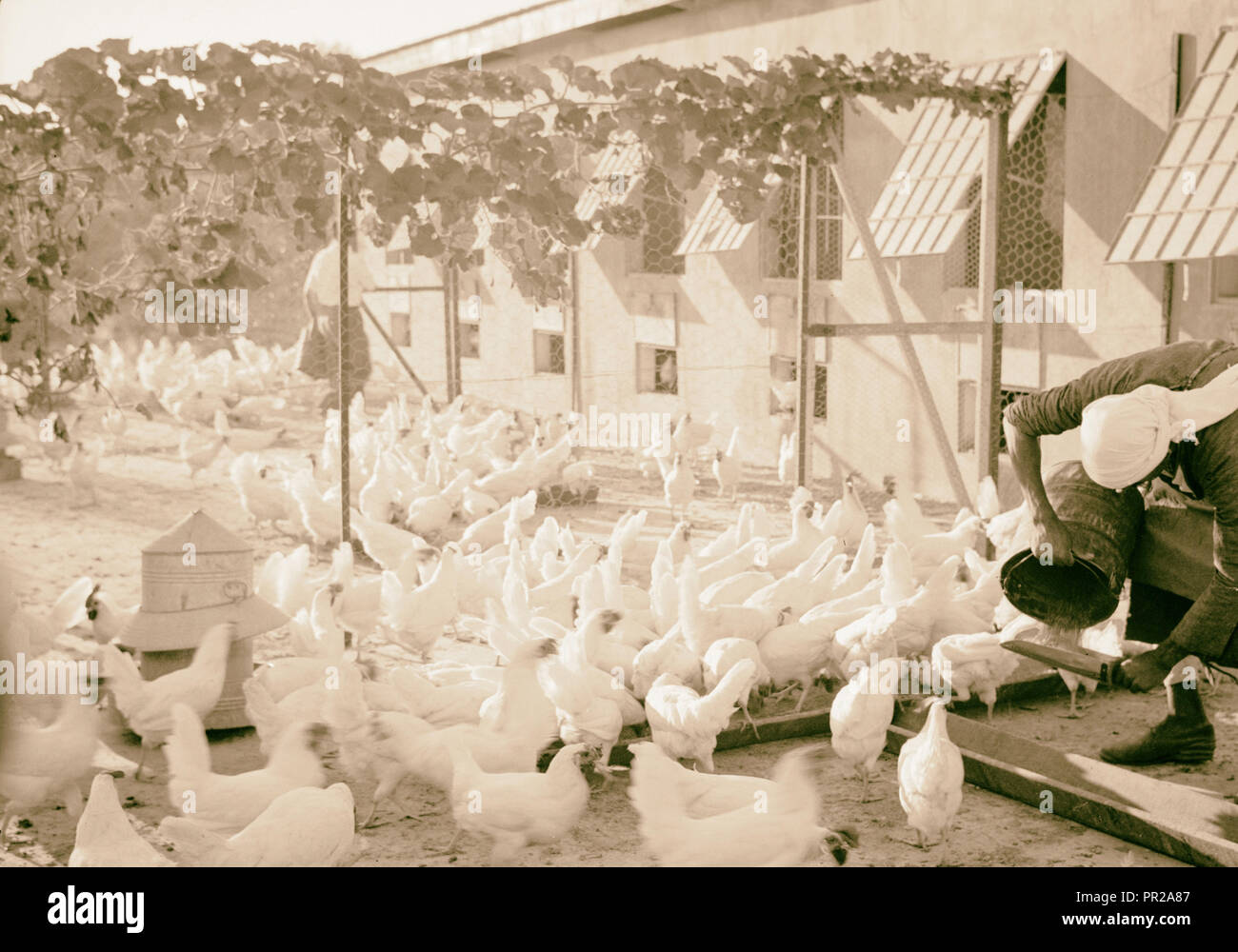 The Bethlehem Poultry Farm (Esan Safieh) Feeding the chickens. 1939 ...