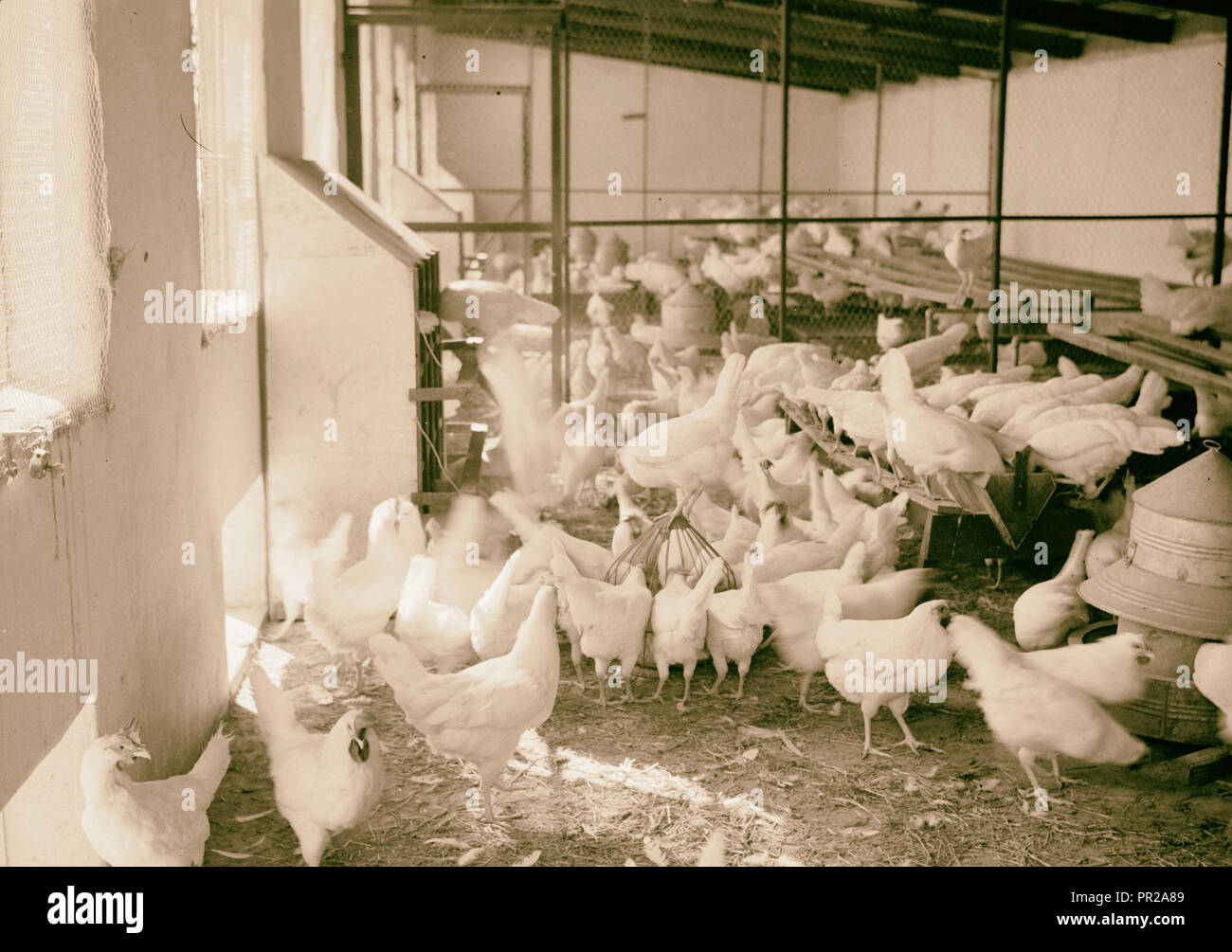 The Bethlehem Poultry Farm (Esan Safieh) Chicken house interior. 1939 ...