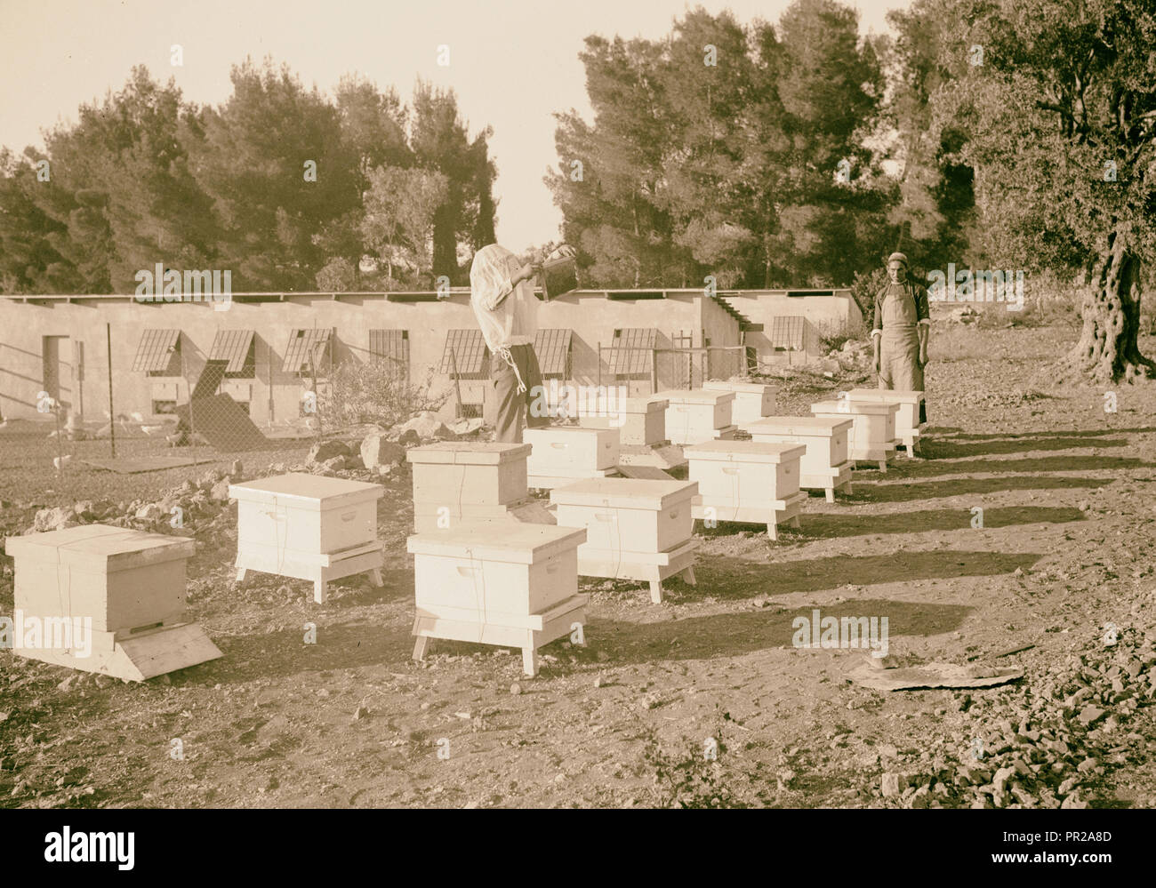 The Bethlehem Poultry Farm (Esan Safieh) Bee culture in Bethlehem. Line ...