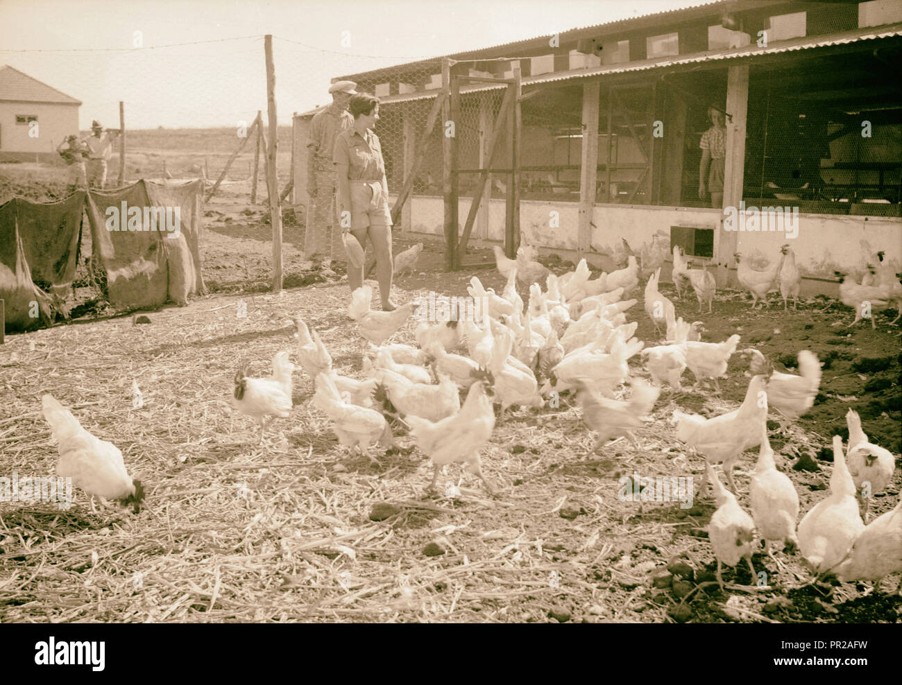 Colonys chicken hi-res stock photography and images - Alamy