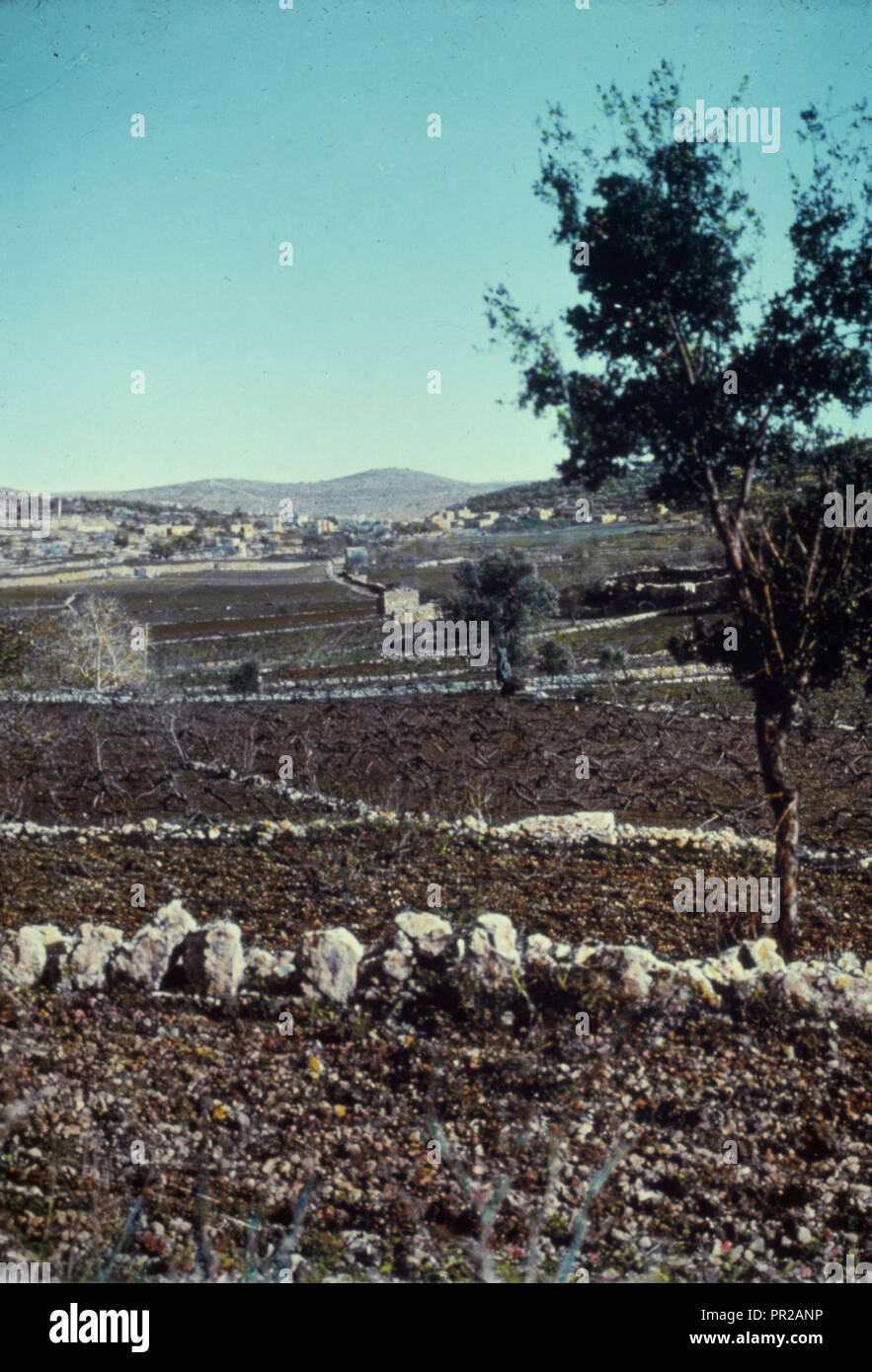 Eshcol hi-res stock photography and images - Alamy