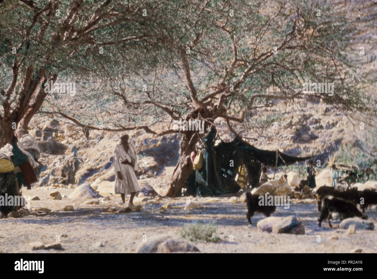 Sinai. Wady Feiran, Bedouin tents. 1950, Egypt, Sinai Stock Photo - Alamy