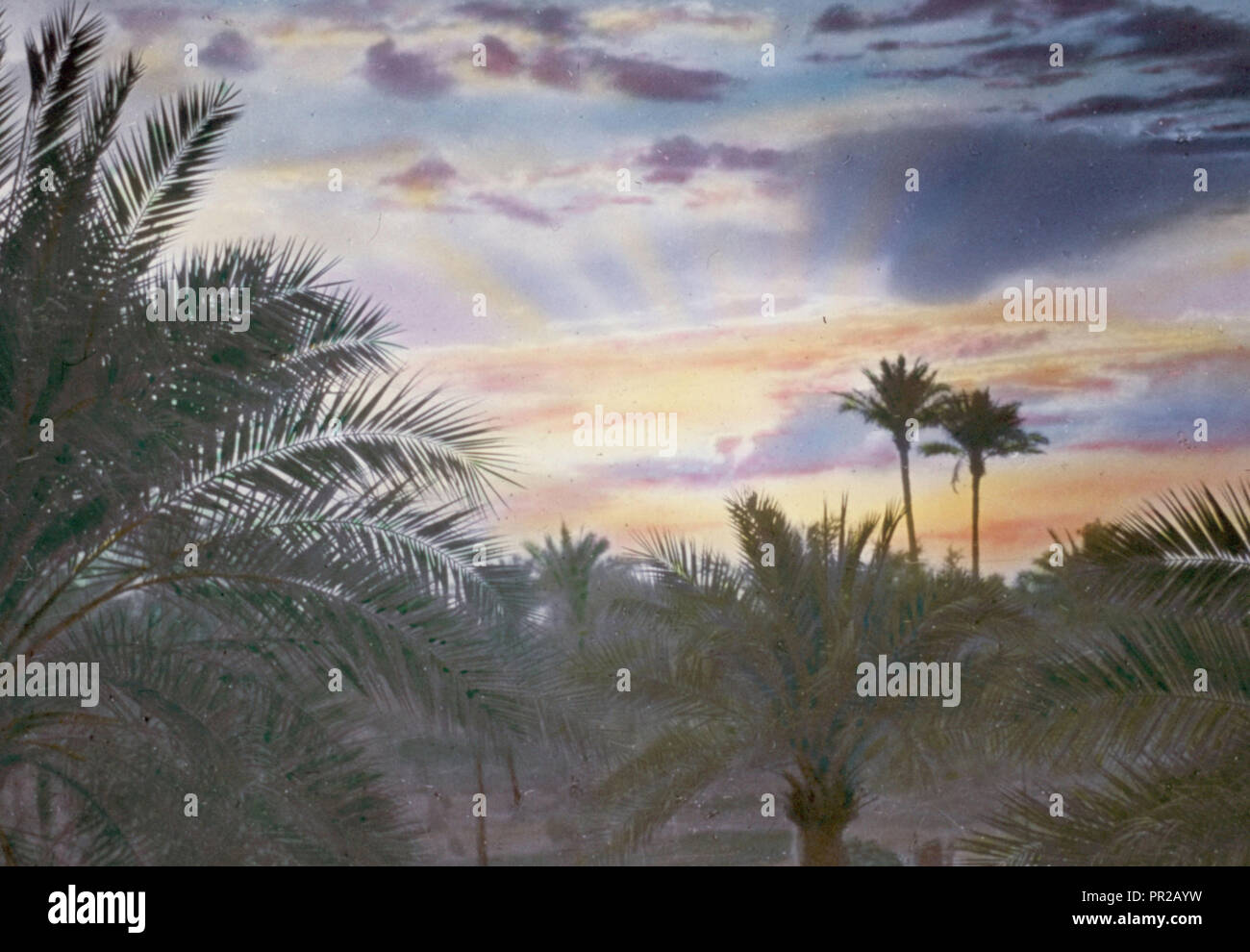 The palm seen hi-res stock photography and images - Alamy