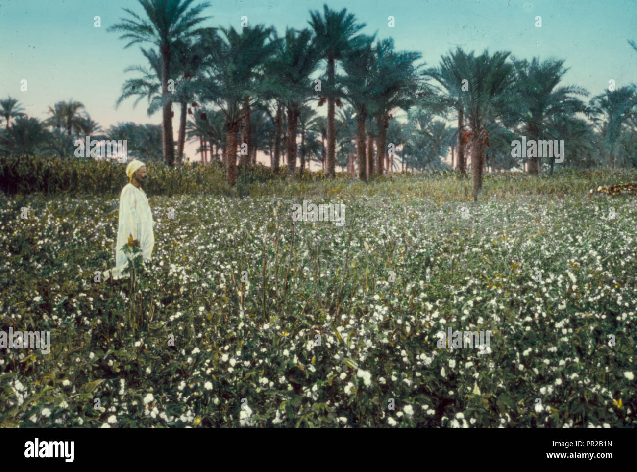 Egypt. Agriculture. An Egyptian cotton field. 1950, Egypt Stock Photo ...
