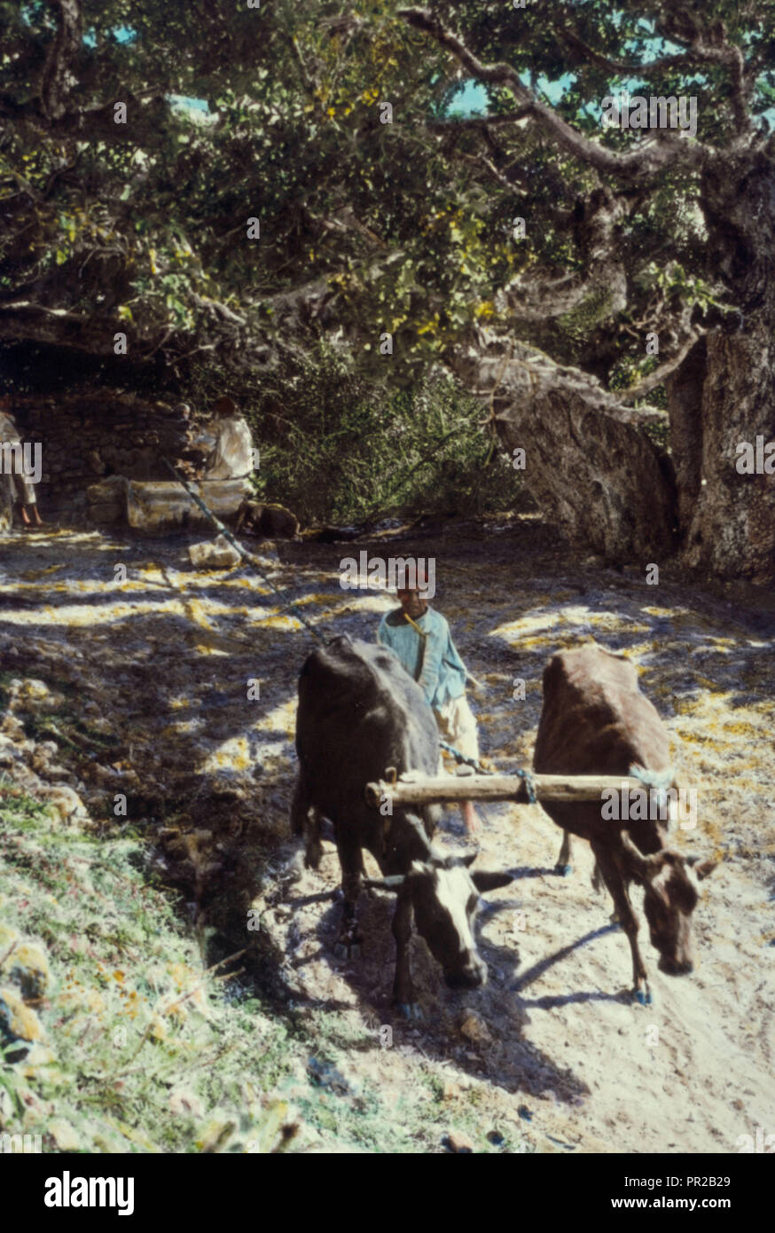 Drawing water from deep well, by cattle. 1950, Middle East Stock Photo ...