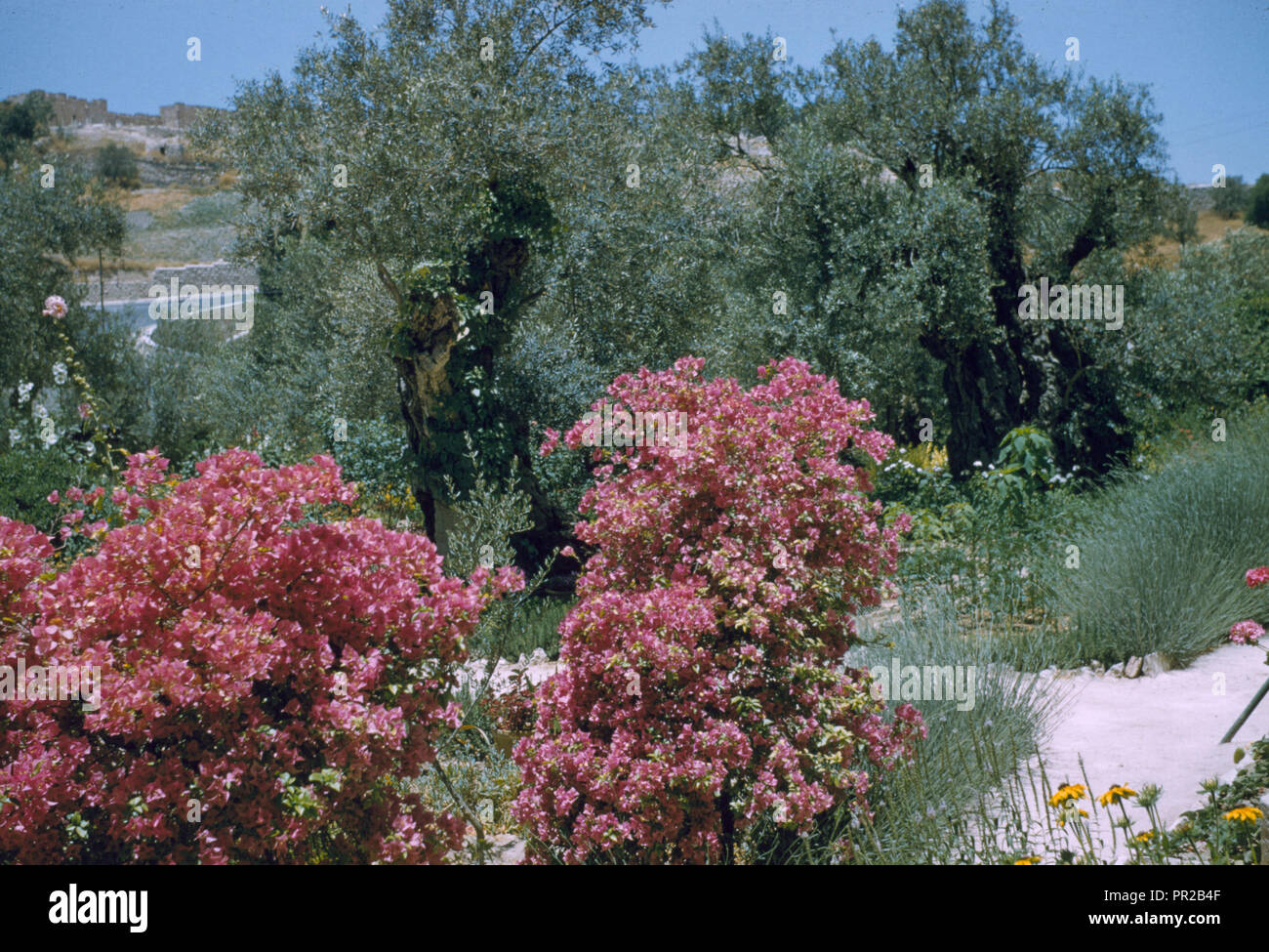 Jerusalem. In Garden of Gethsemane. Trees & colorful flowers. 1948 ...