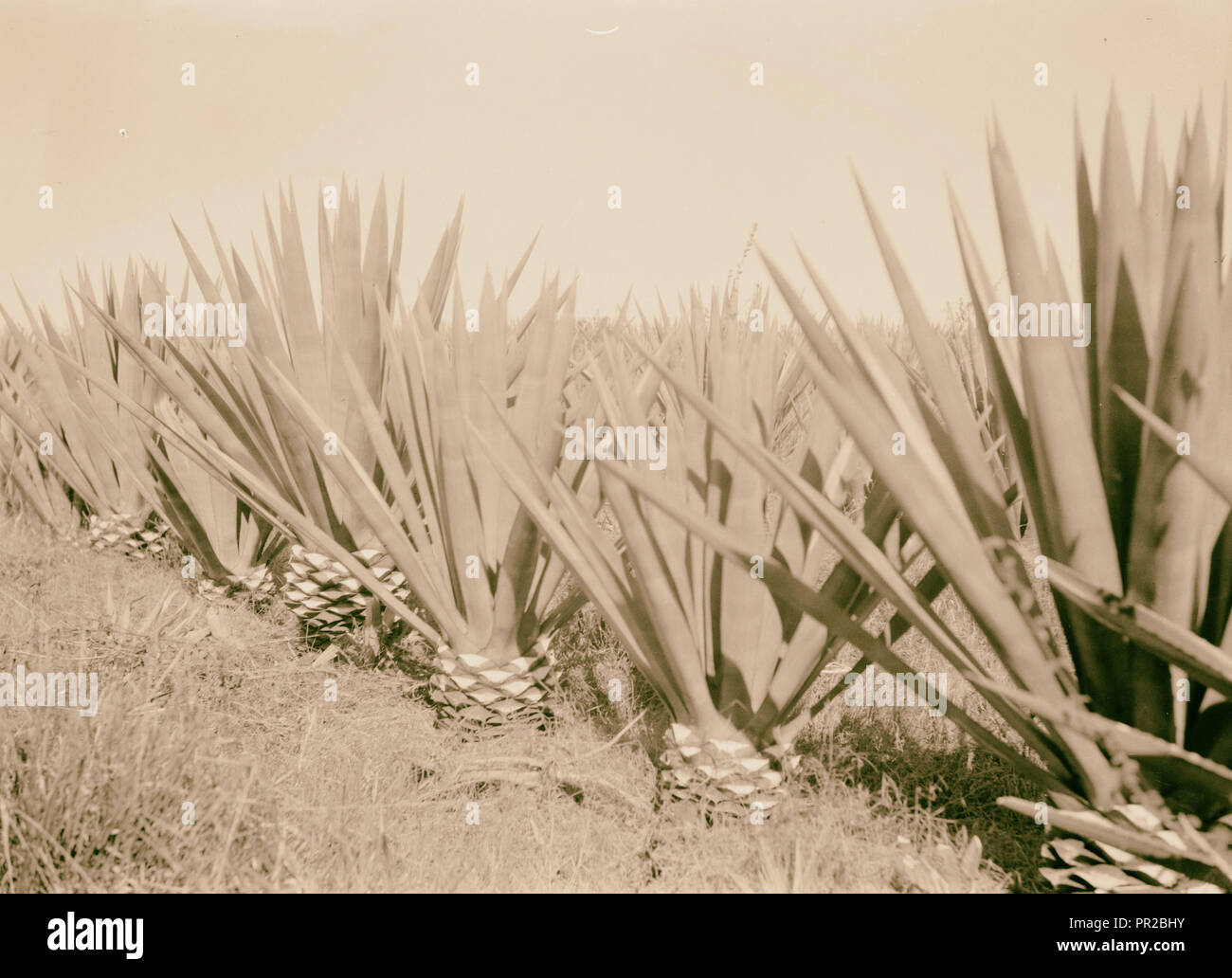 Sisal in Kenya colony. 1936, Kenya Stock Photo - Alamy