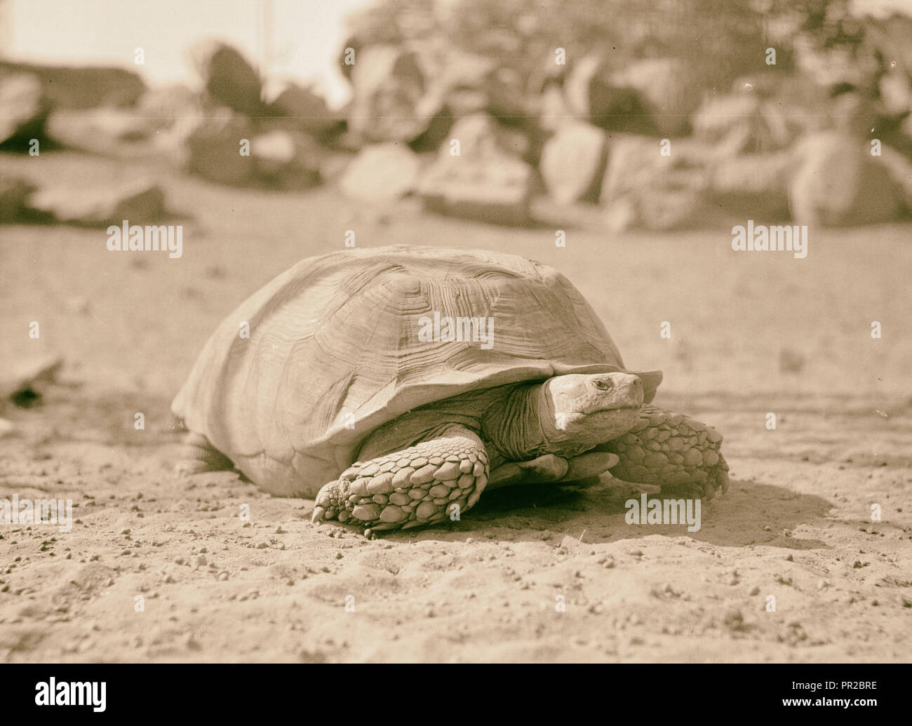 Khartoum zoo hi-res stock photography and images - Alamy