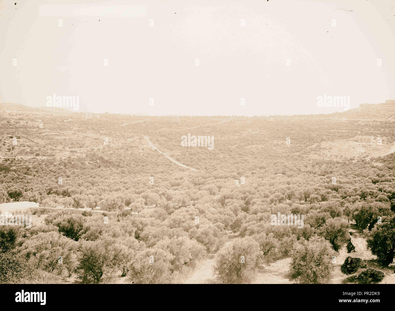 Bethlehem and surroundings Forest of olive trees. 1900, West Bank ...